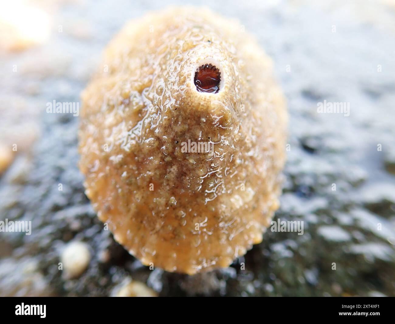 Rough Keyhole Limpet (Diodora aspera) Mollusca Stock Photo - Alamy