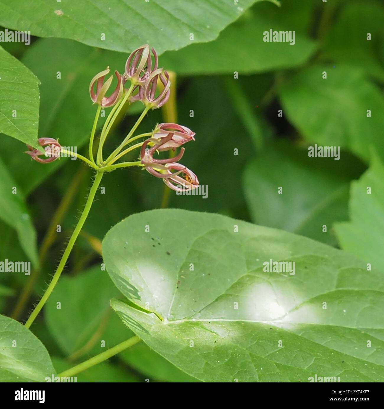 milkvines (Matelea) Plantae Stock Photo - Alamy