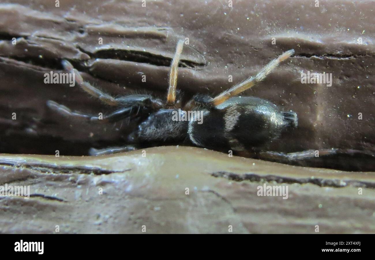 Common Patterned Ant-mimic Ground Spider (Sergiolus montanus) Arachnida ...