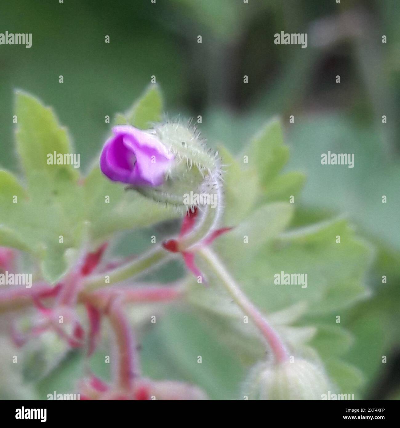Round-leaved Crane's-bill (Geranium rotundifolium) Plantae Stock Photo ...