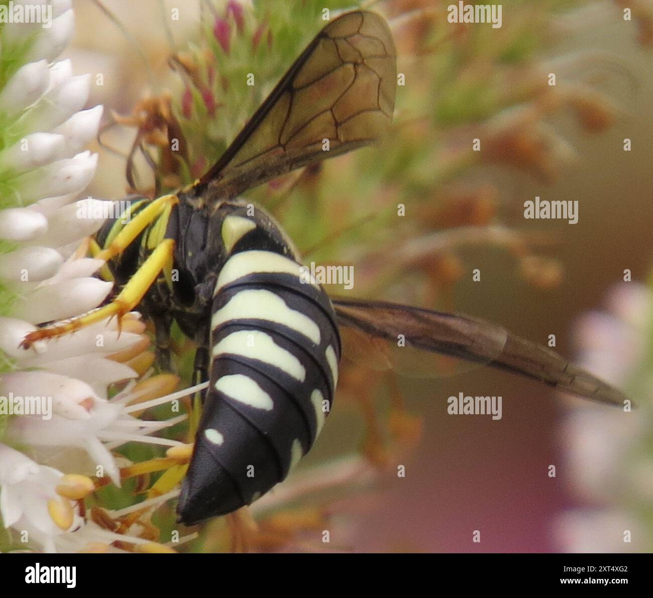 Four-banded Stink Bug Wasp (Bicyrtes quadrifasciatus) Insecta Stock ...
