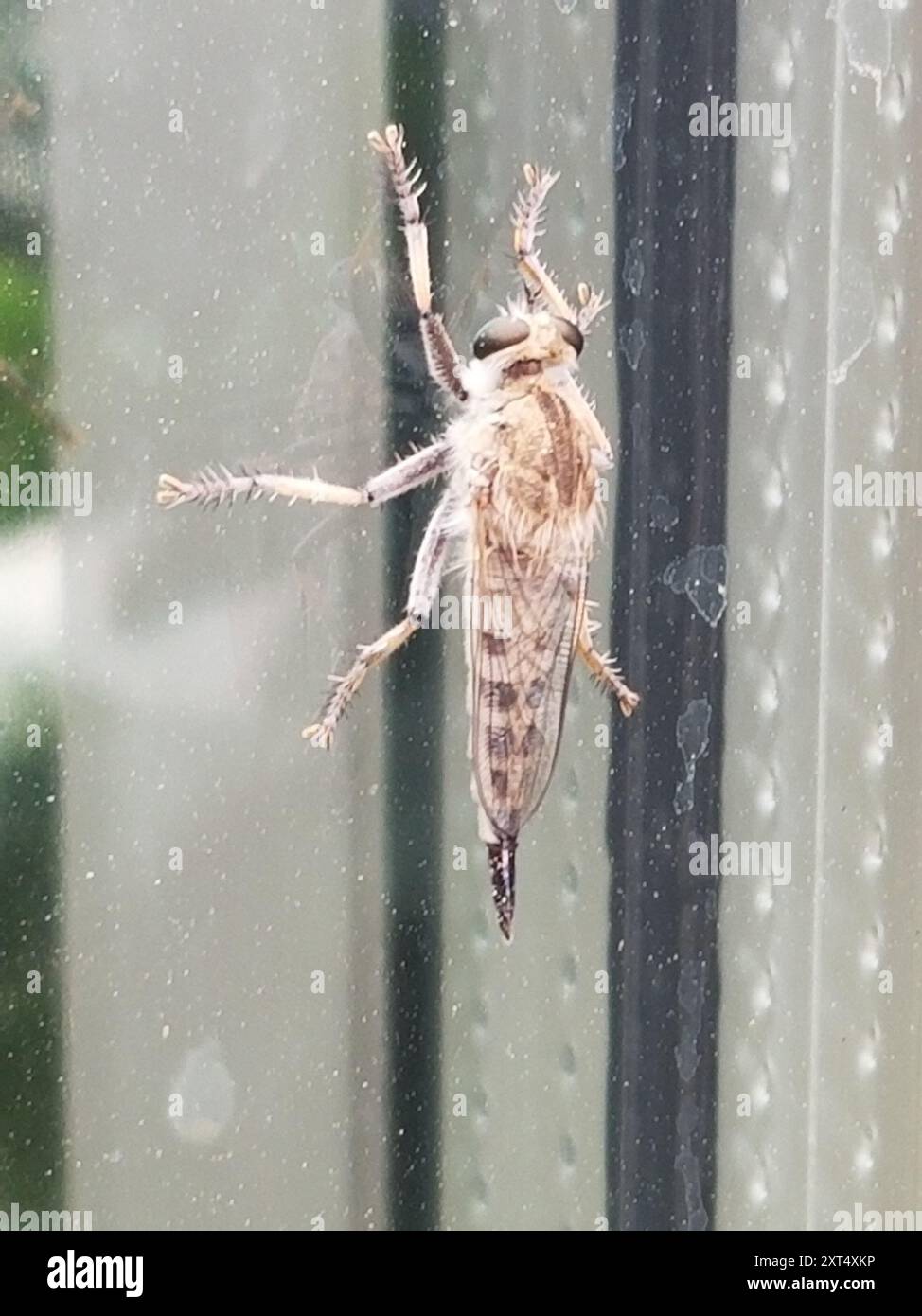 Sand Hammertail (Efferia albibarbis) Insecta Stock Photo - Alamy