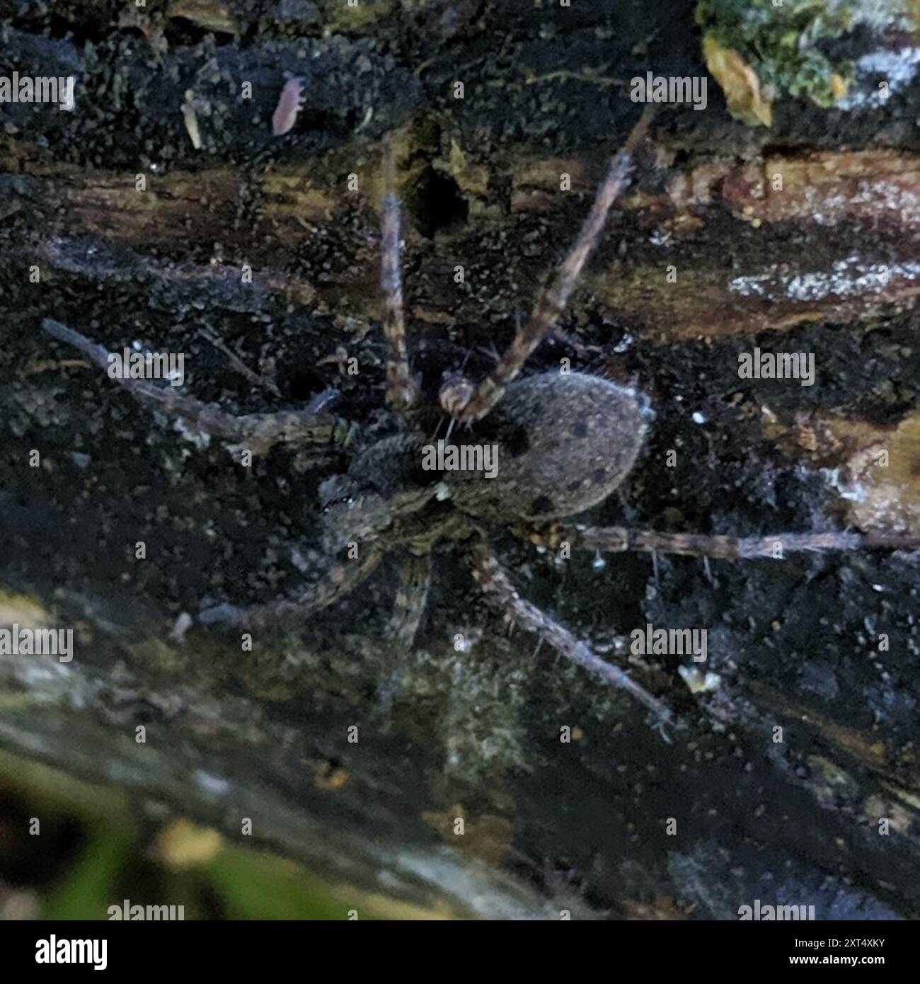 Thin-legged Wolf Spiders (Pardosa) Arachnida Stock Photo - Alamy