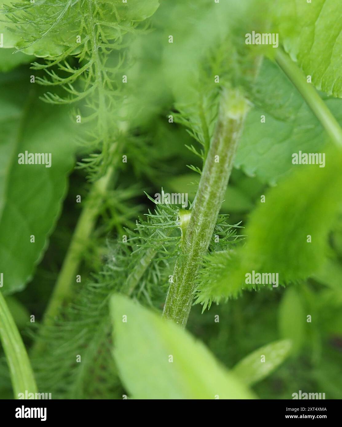 common yarrow (Achillea millefolium) Plantae Stock Photo - Alamy