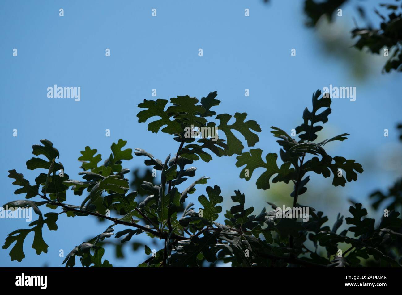valley oak (Quercus lobata) Plantae Stock Photo - Alamy