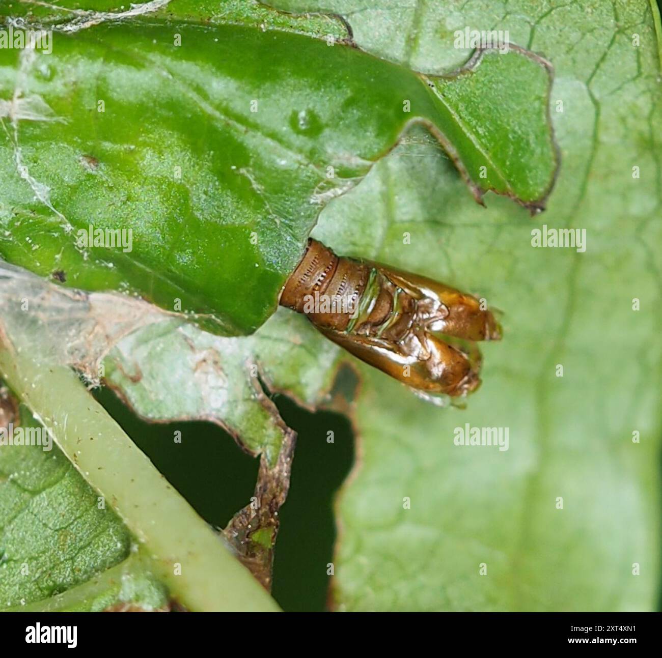 Winged and Once-winged Insects (Pterygota) Insecta Stock Photo - Alamy