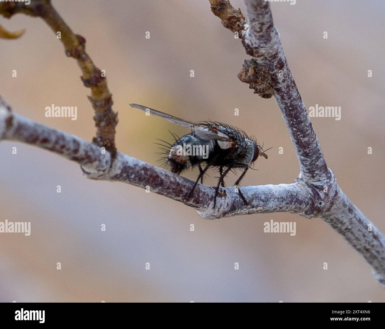 Bristle Flies (Tachinidae) Insecta Stock Photo - Alamy