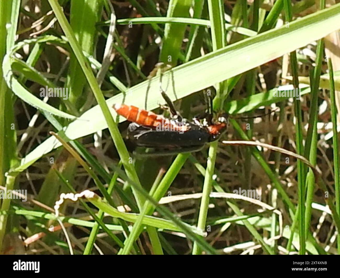 Dark Sailor Beetle (Cantharis fusca) Insecta Stock Photo - Alamy