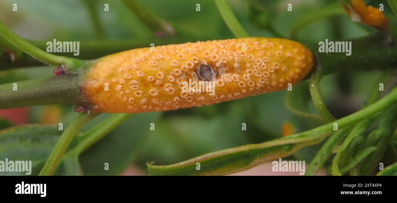 Crown Rust (Puccinia coronata) Fungi Stock Photo - Alamy