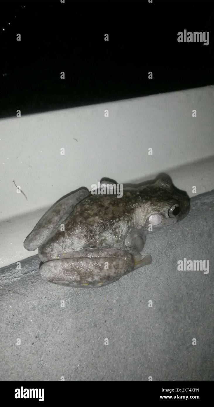 Peron's Laughing Tree Frog (Litoria peronii) Amphibia Stock Photo - Alamy