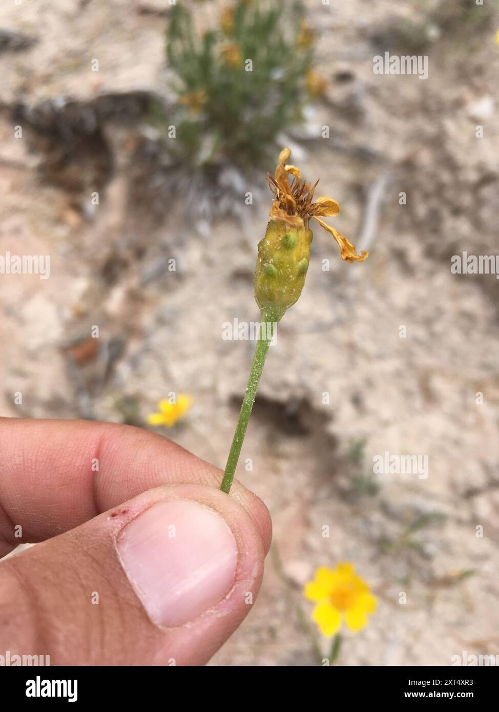 Skyline Goldenweed (Stenotus armerioides armerioides) Plantae Stock ...