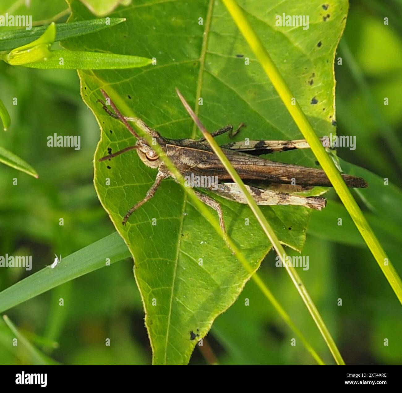 Green-striped Grasshopper (Chortophaga viridifasciata) Insecta Stock ...