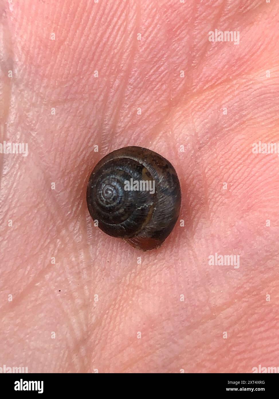 Hairy Snail (Trochulus hispidus) Mollusca Stock Photo - Alamy