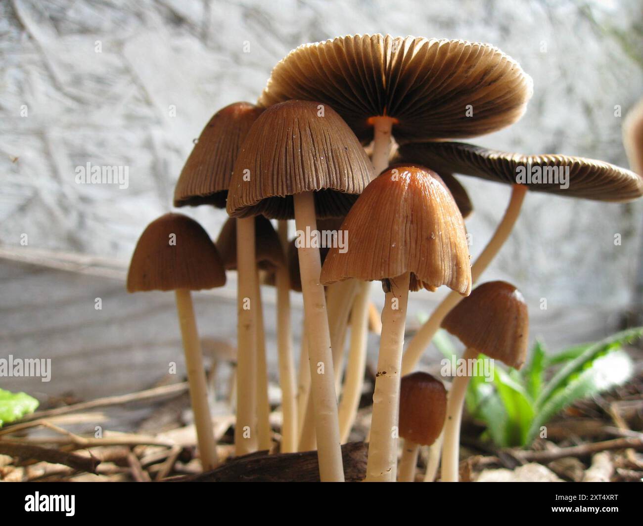 mica cap (Coprinellus micaceus) Fungi Stock Photo - Alamy