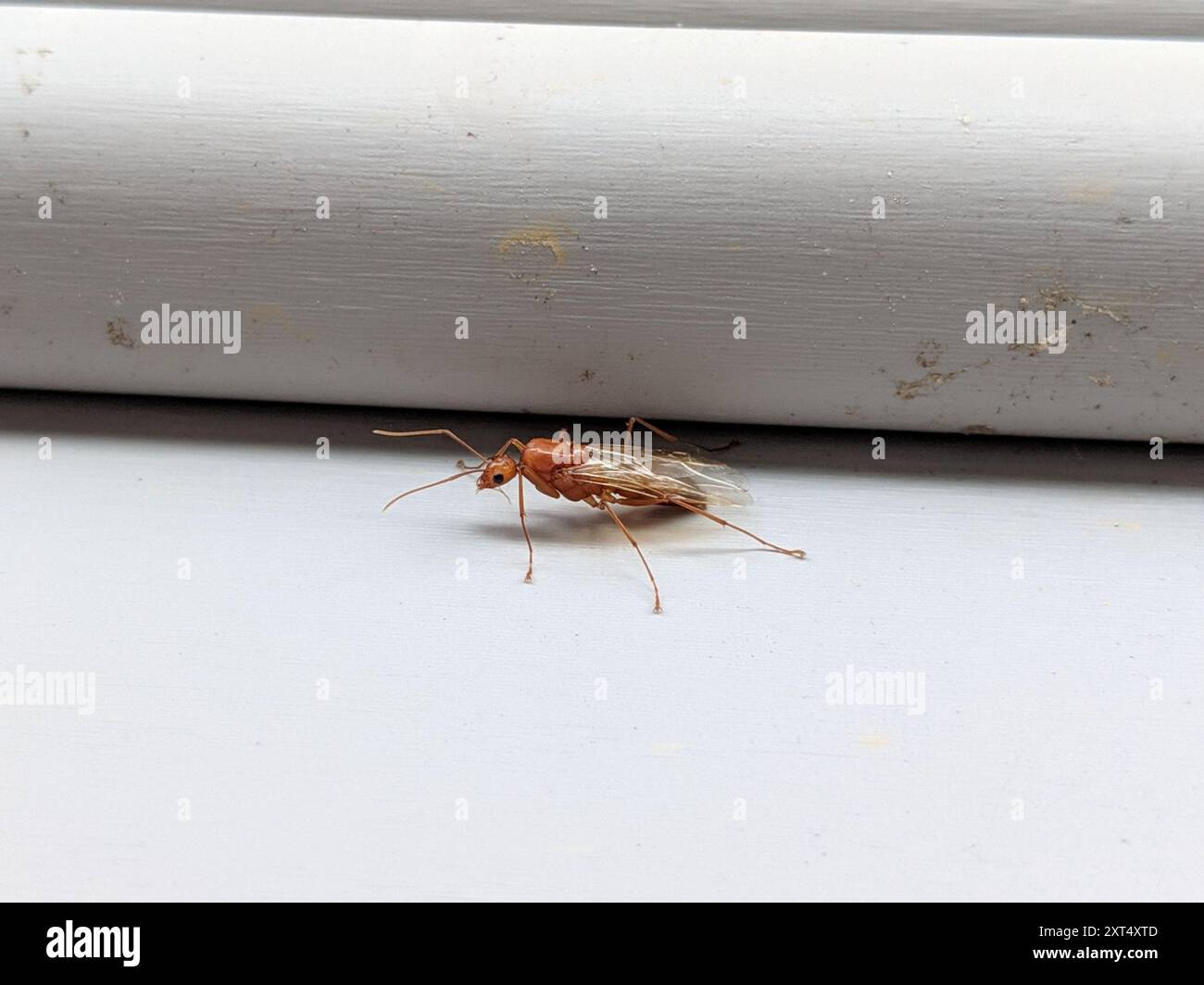 Chestnut Carpenter Ant (Camponotus castaneus) Insecta Stock Photo - Alamy