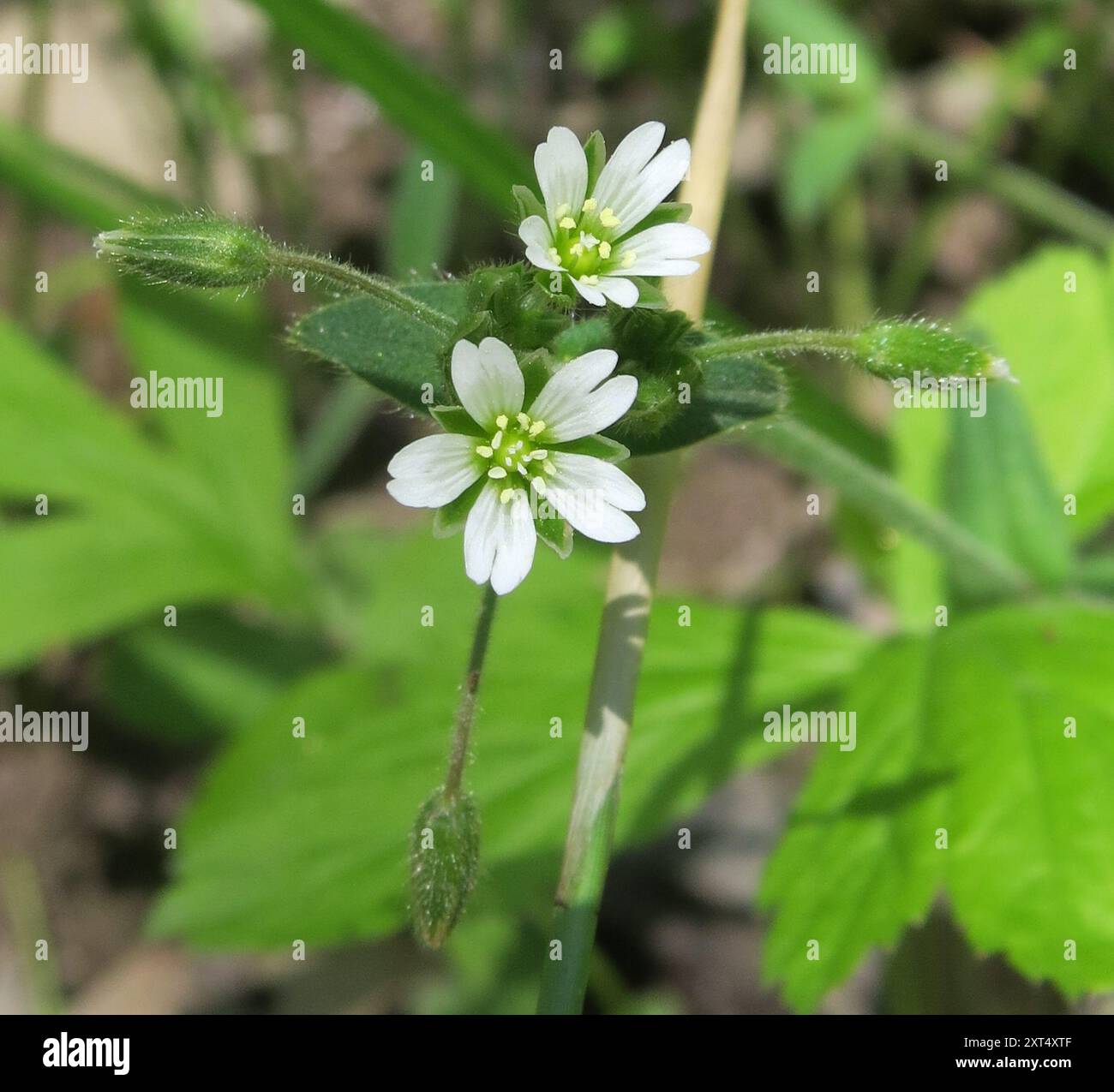 Common mouse-ear chickweed (Cerastium fontanum) Plantae Stock Photo - Alamy