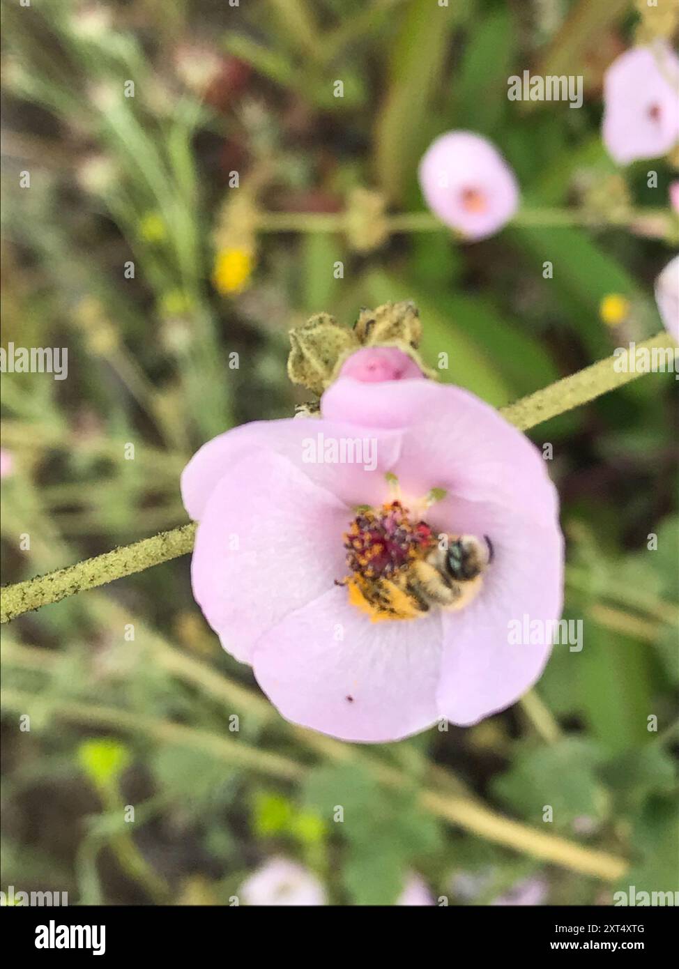 southern coastal bushmallow (Malacothamnus fasciculatus) Plantae Stock ...