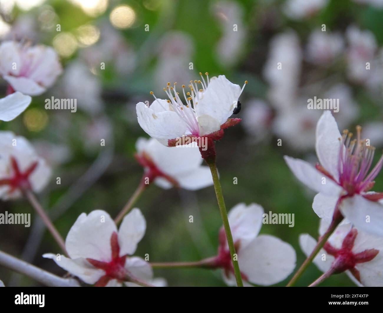 Canada plum (Prunus nigra) Plantae Stock Photo - Alamy