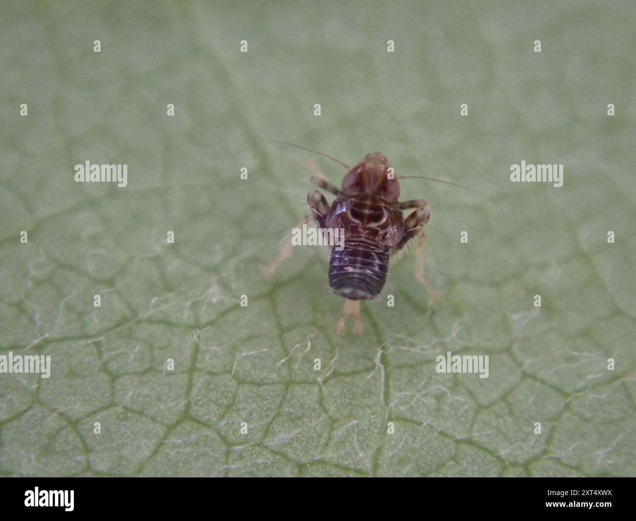 True Bugs (Heteroptera) Insecta Stock Photo - Alamy