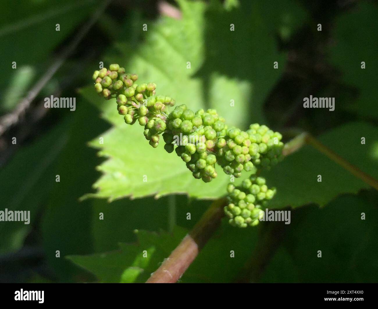 riverbank grape (Vitis riparia) Plantae Stock Photo - Alamy