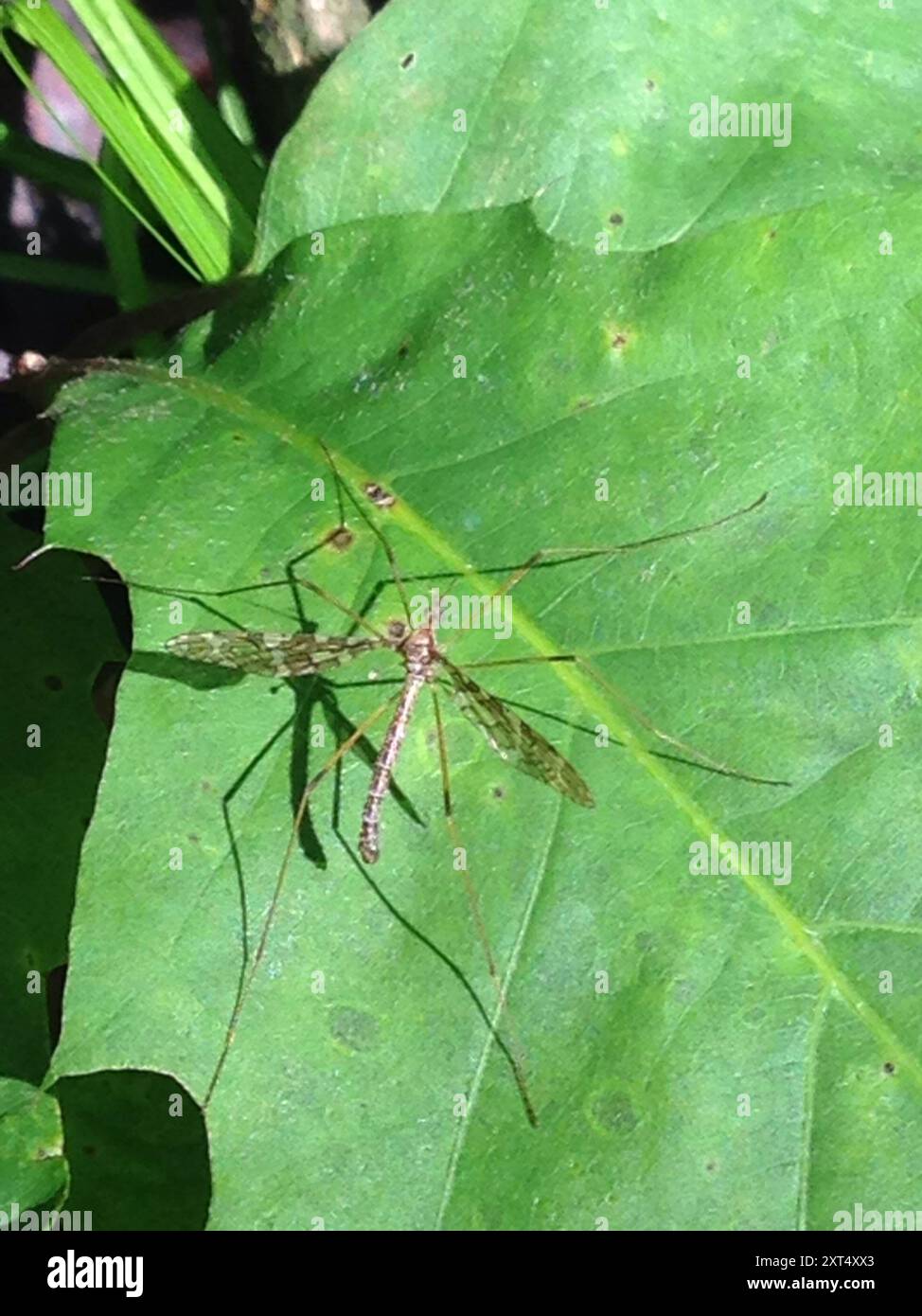 Band-winged Crane Fly (Epiphragma fasciapenne) Insecta Stock Photo - Alamy