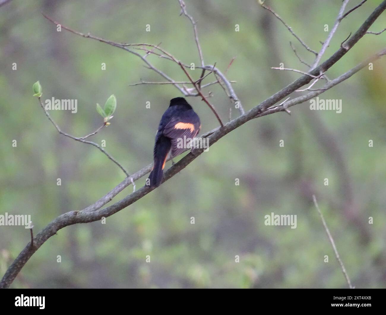 American Redstart (Setophaga ruticilla) Aves Stock Photo - Alamy