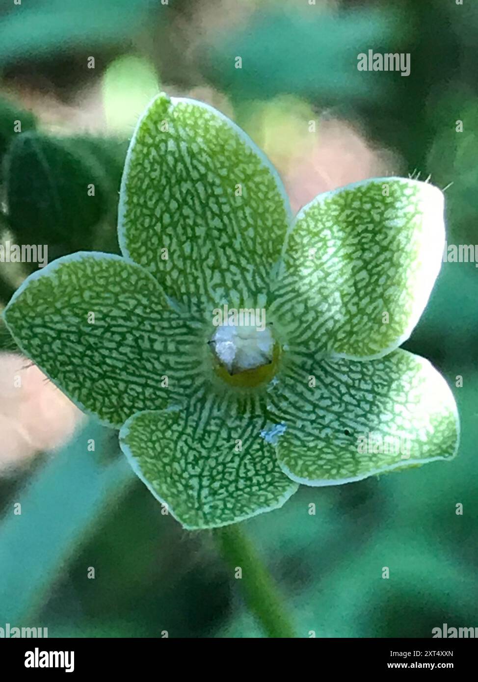 Pearl Milkweed (Matelea reticulata) Plantae Stock Photo - Alamy