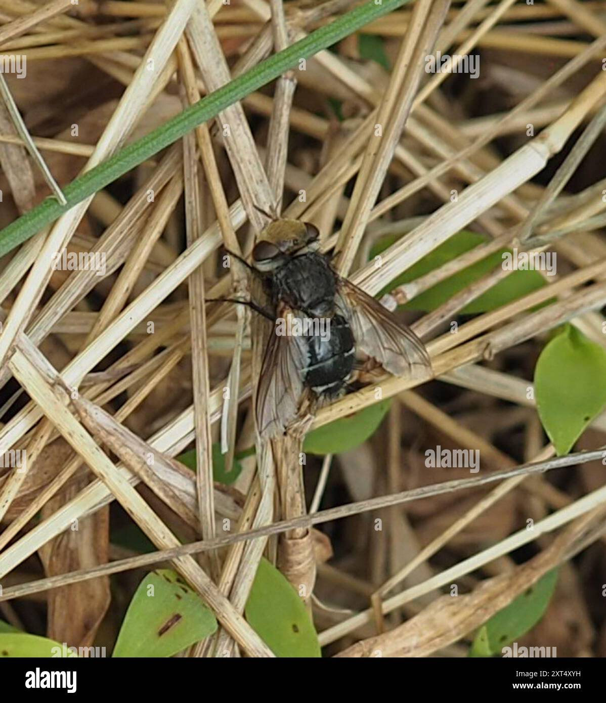 Flies (Diptera) Insecta Stock Photo - Alamy