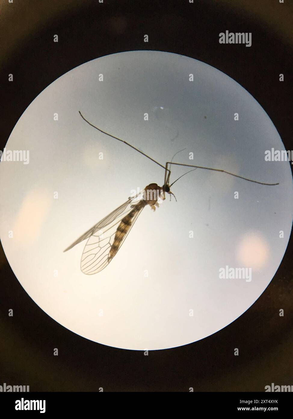 Winter Crane Flies (Trichoceridae) Insecta Stock Photo - Alamy