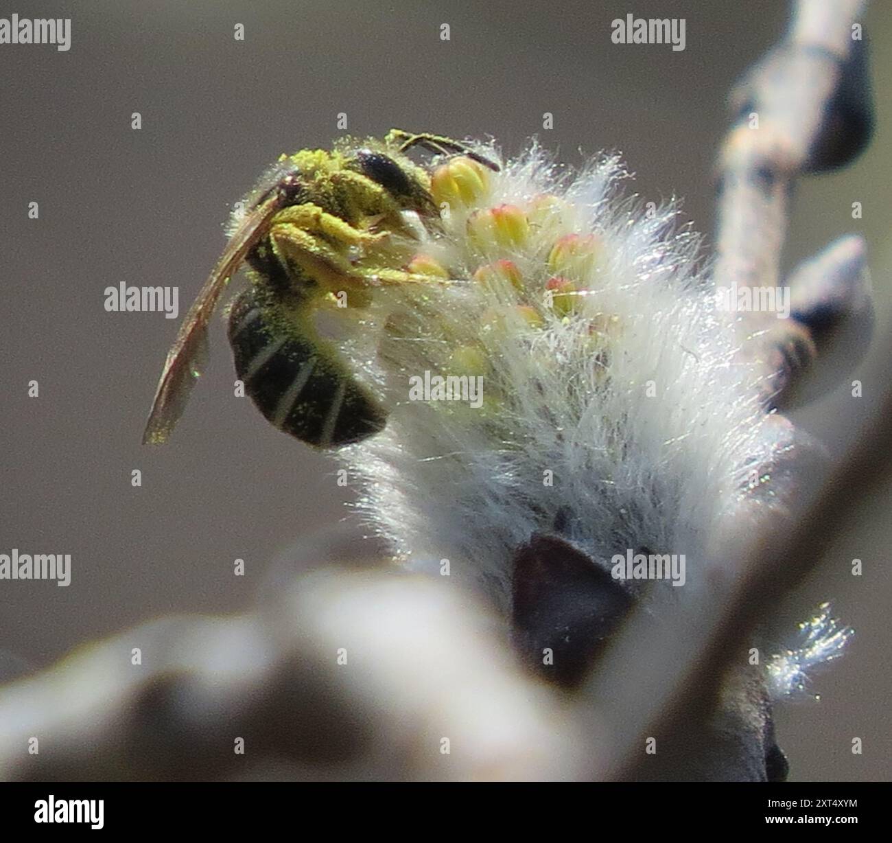 Furrow Bees (Halictus) Insecta Stock Photo - Alamy