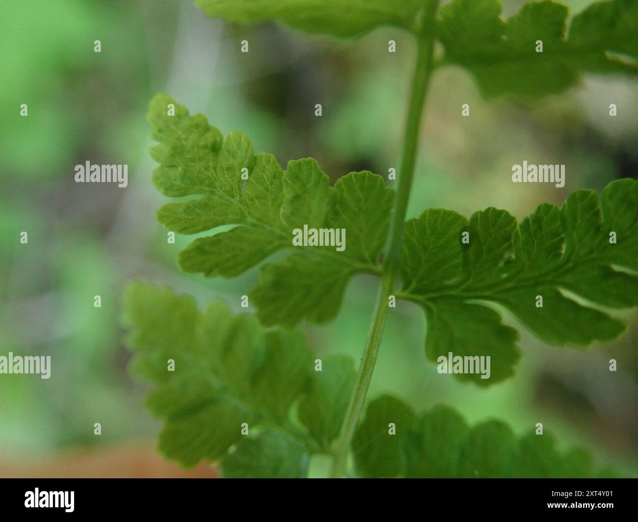 brittle bladderfern (Cystopteris fragilis) Plantae Stock Photo - Alamy