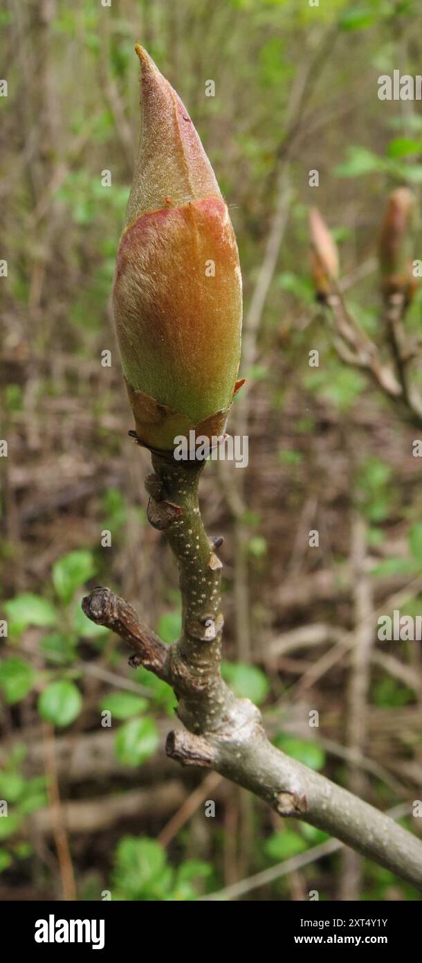 shagbark hickory (Carya ovata) Plantae Stock Photo - Alamy