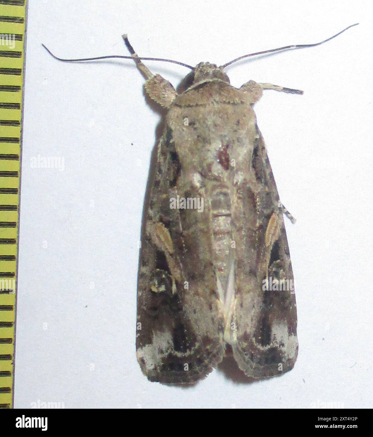 Fall Armyworm Moth (Spodoptera frugiperda) Insecta Stock Photo - Alamy