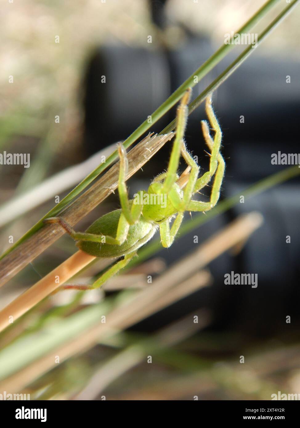 Green Huntsman Spider (Micrommata ligurina) Arachnida Stock Photo - Alamy