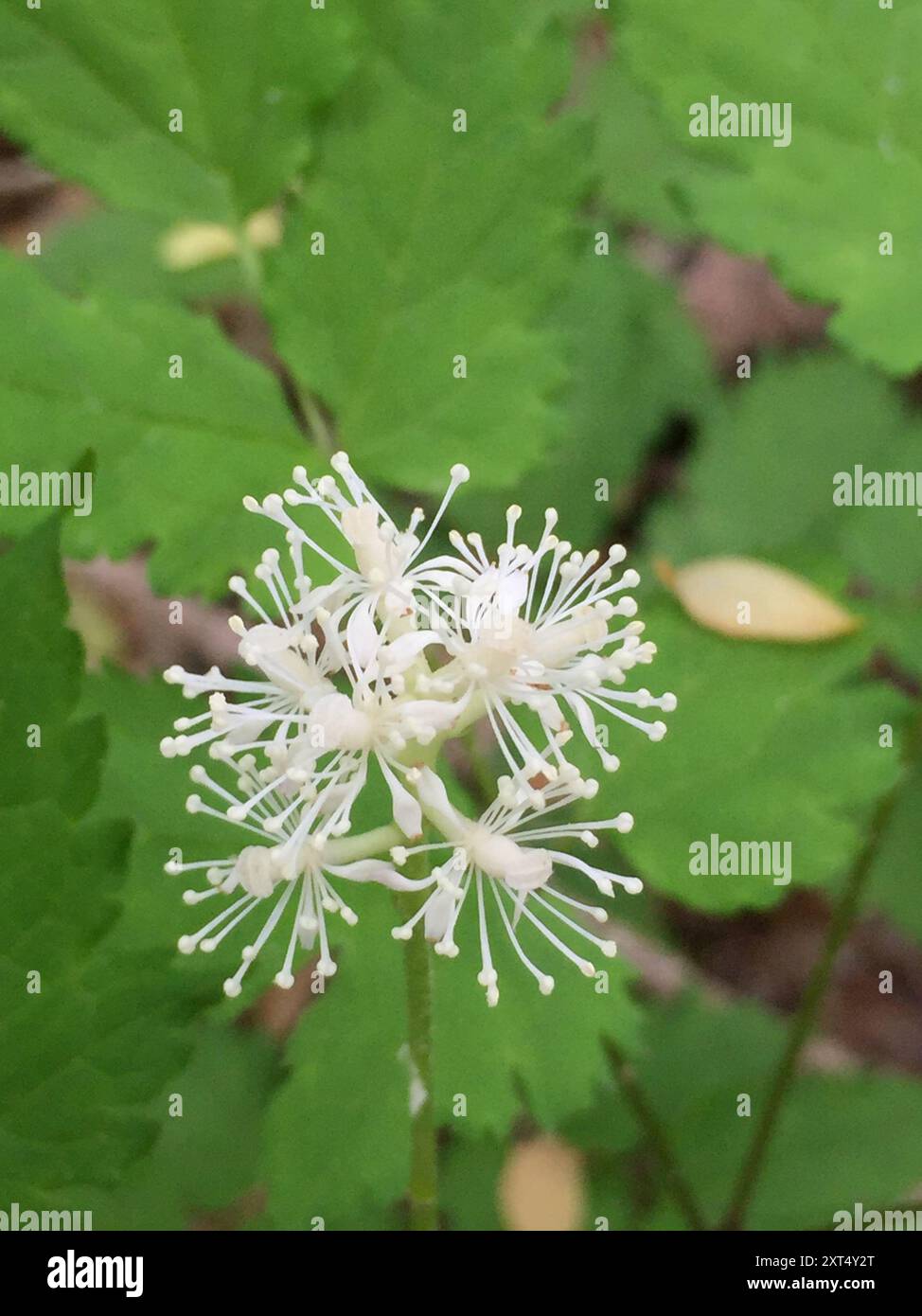 white baneberry (Actaea pachypoda) Plantae Stock Photo - Alamy