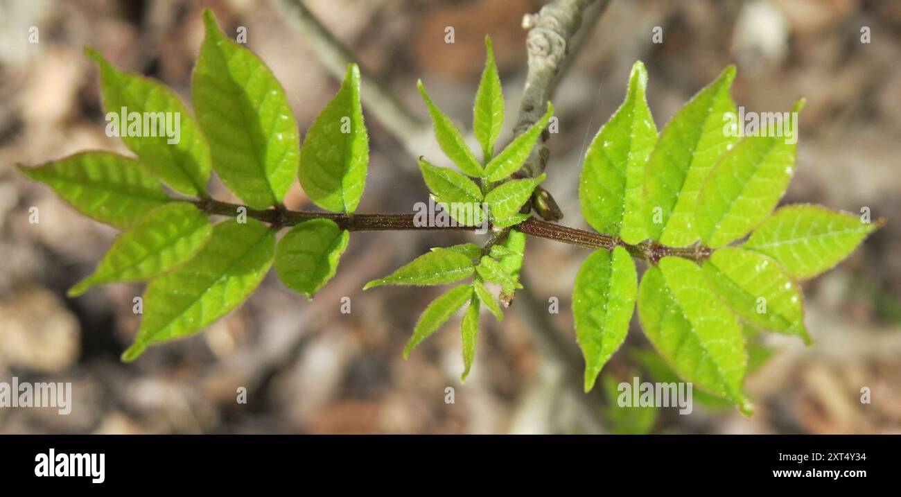 ashes (Fraxinus) Plantae Stock Photo - Alamy