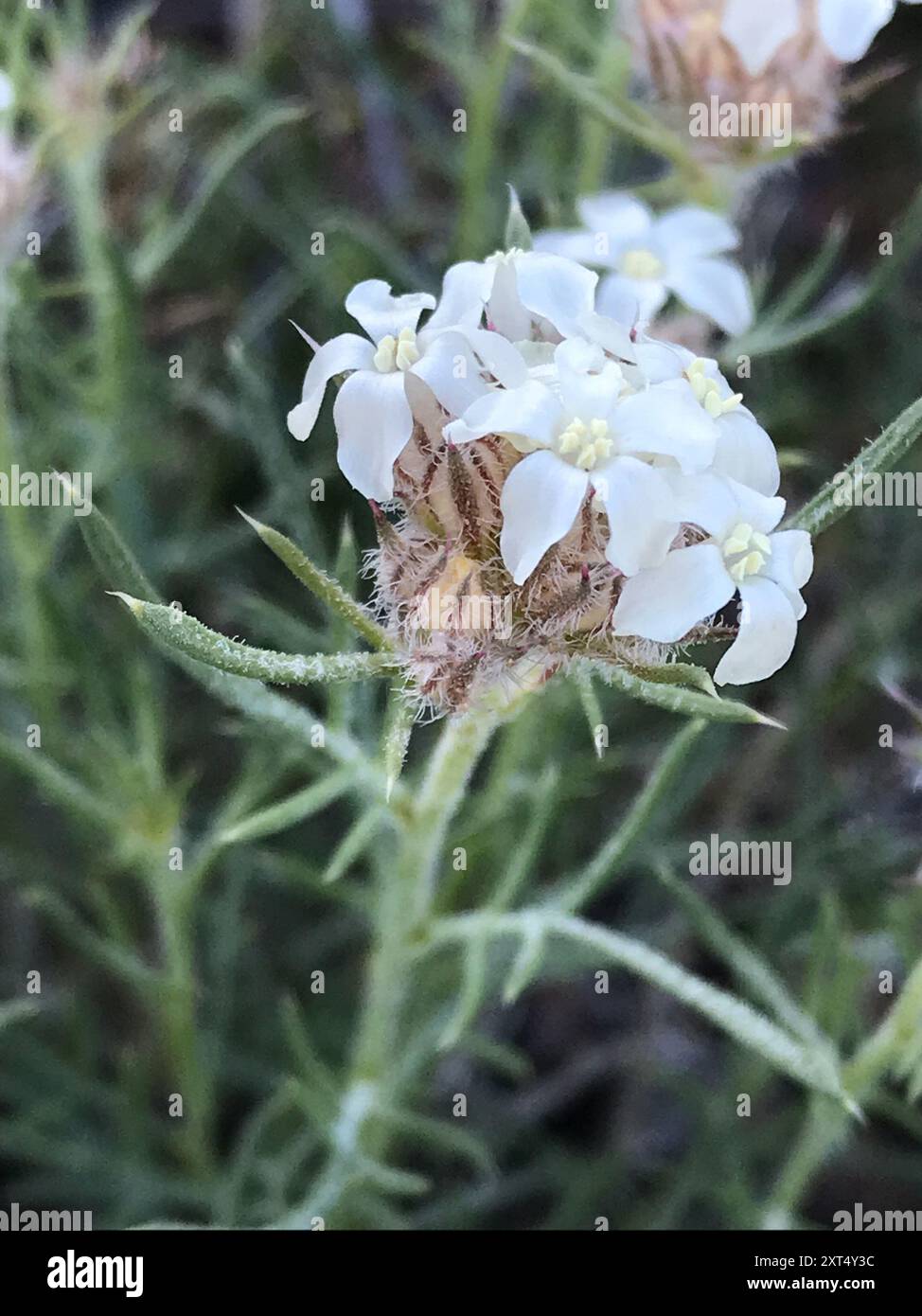 Rosy Ipomopsis (Ipomopsis roseata) Plantae Stock Photo - Alamy