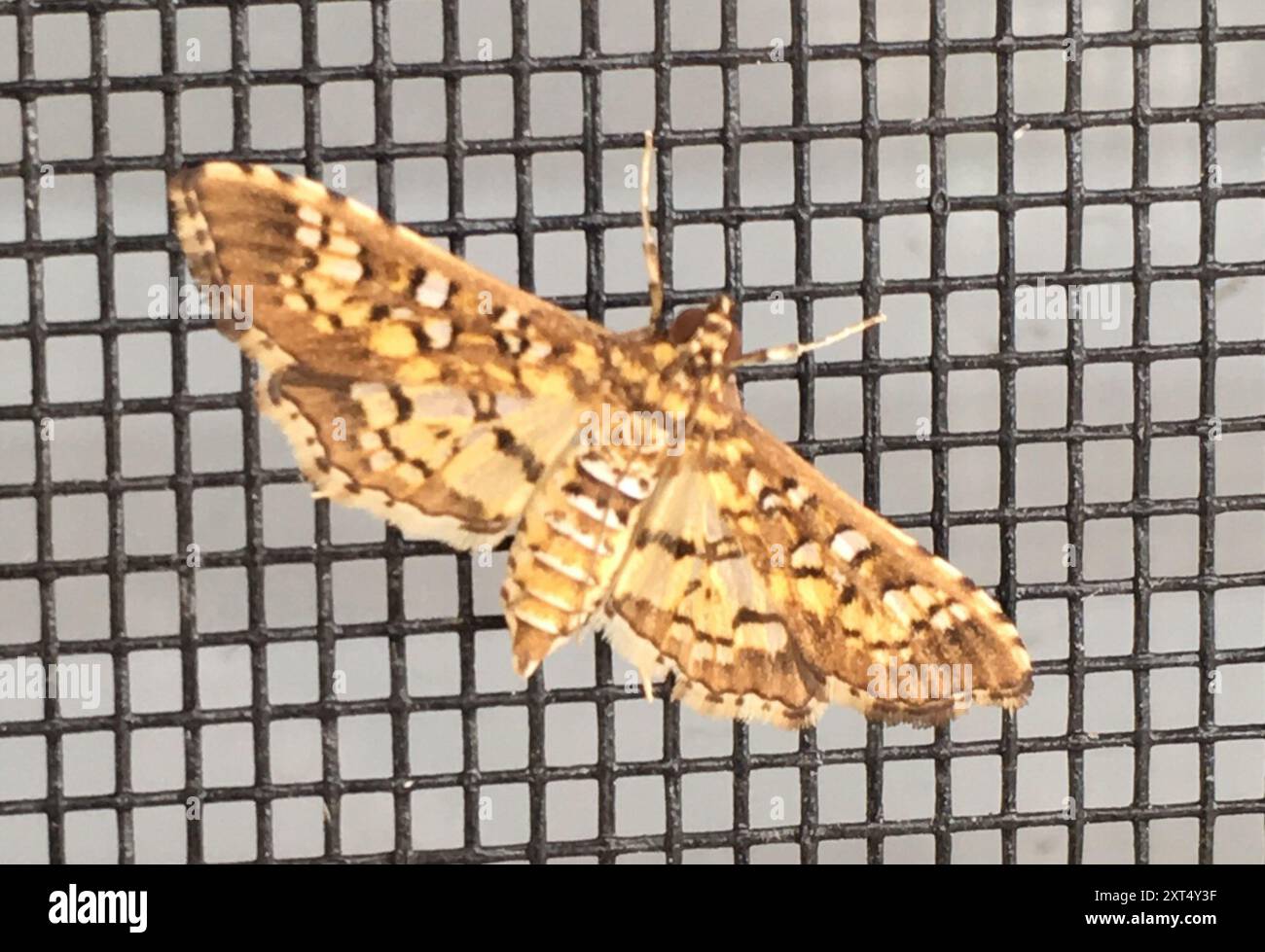 Stained-glass Moth (Samea castellalis) Insecta Stock Photo - Alamy