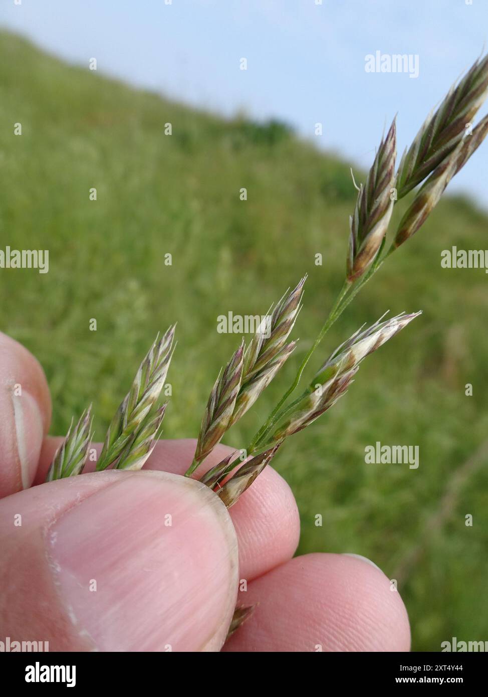 tall fescue (Lolium arundinaceum) Plantae Stock Photo - Alamy