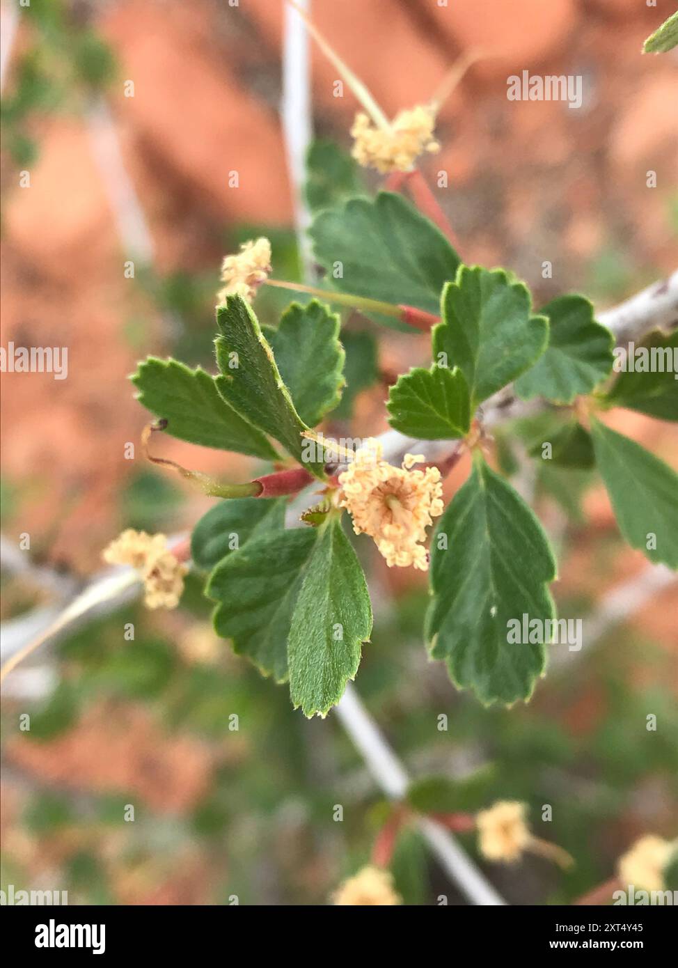 Alderleaf Mountain Mahogany (Cercocarpus montanus) Plantae Stock Photo ...