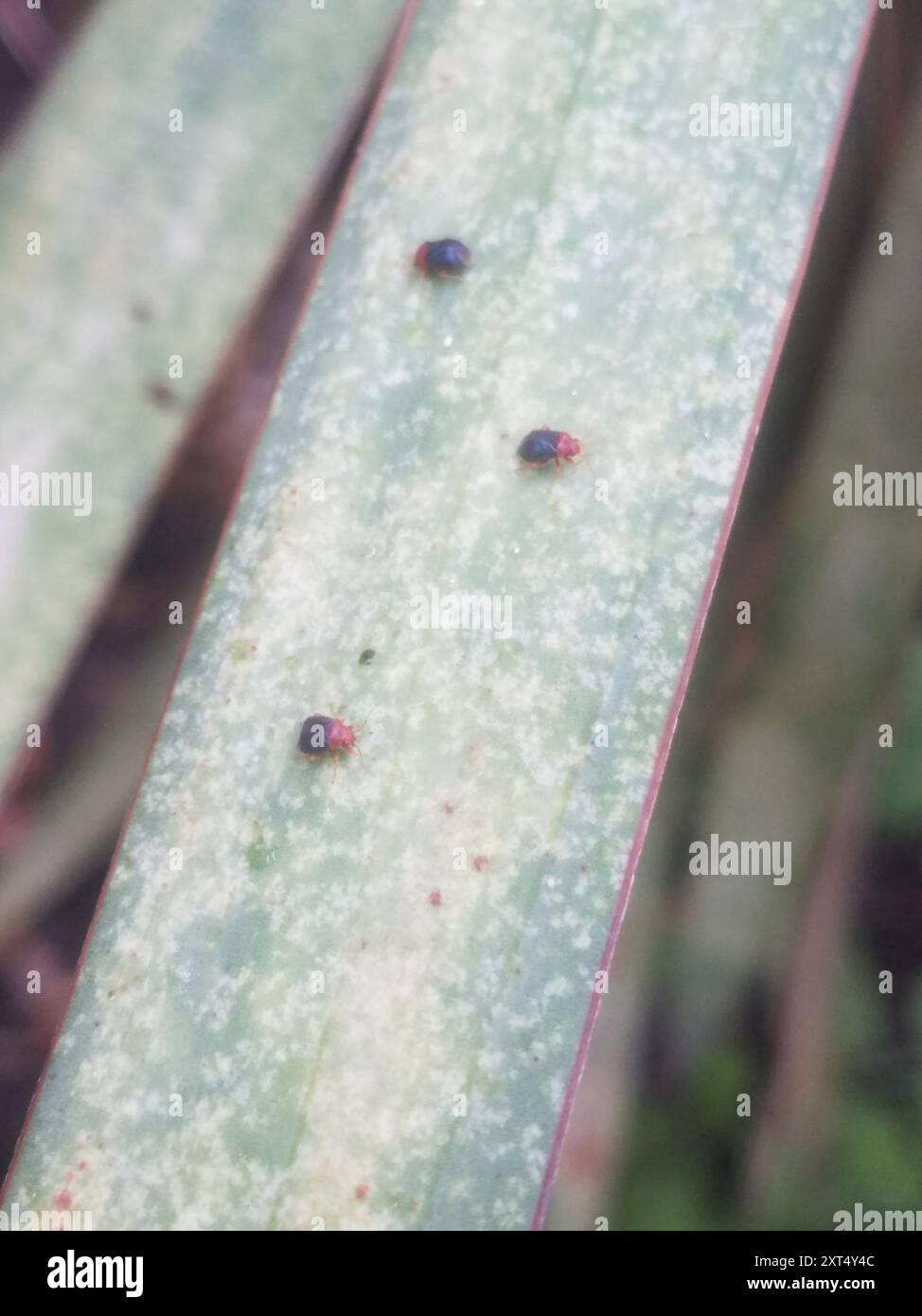 True Bugs (Heteroptera) Insecta Stock Photo - Alamy