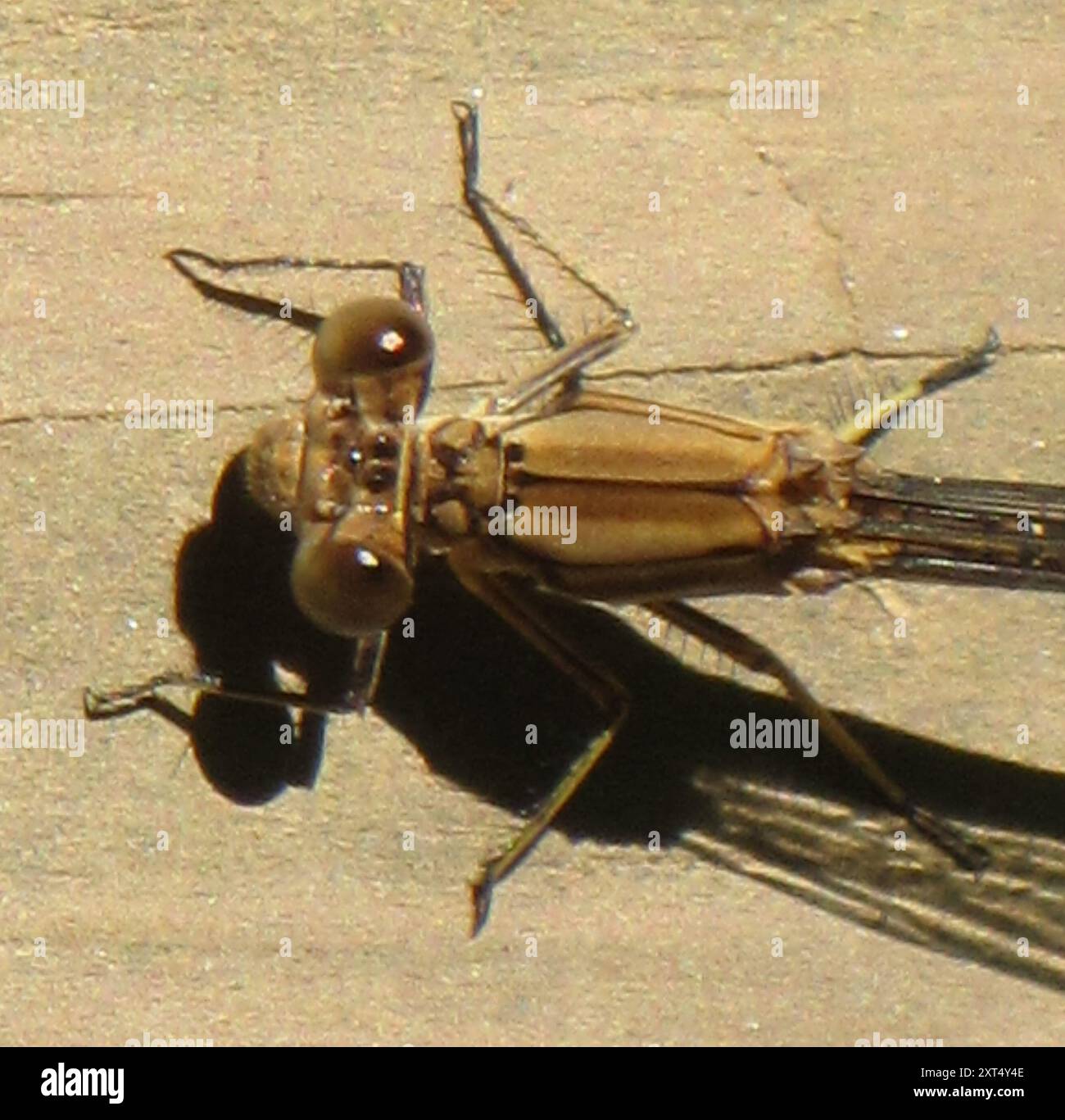 Blue-fronted Dancer (Argia apicalis) Insecta Stock Photo - Alamy