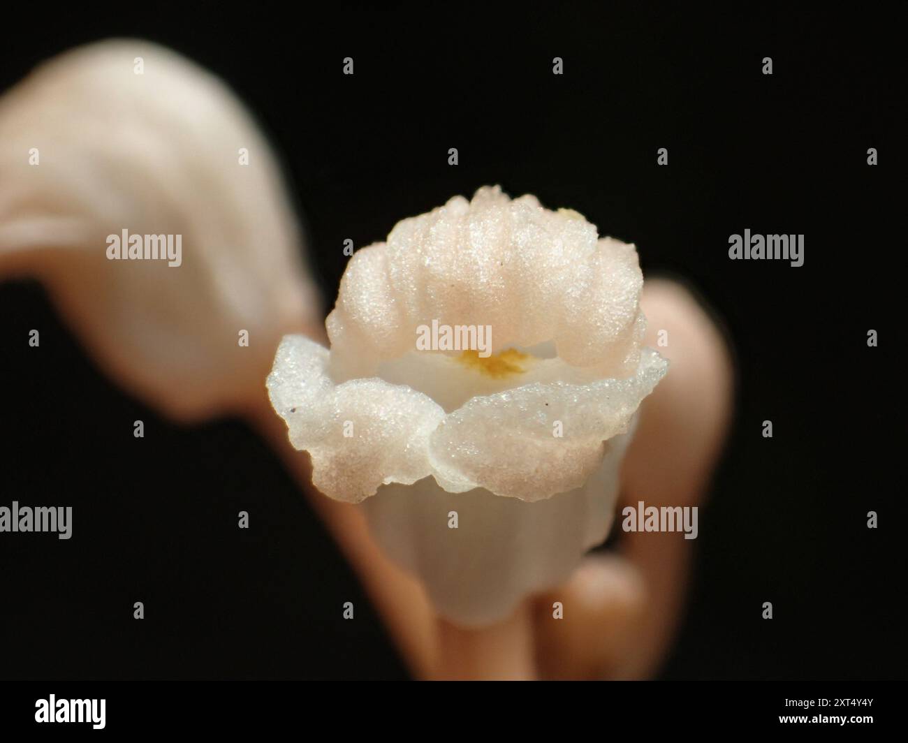 (Didymoplexis pallens) Plantae Stock Photo - Alamy