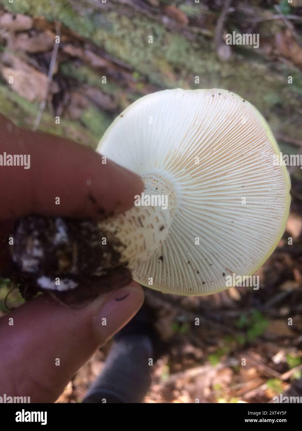 Tiger Sawgill (Lentinus tigrinus) Fungi Stock Photo - Alamy