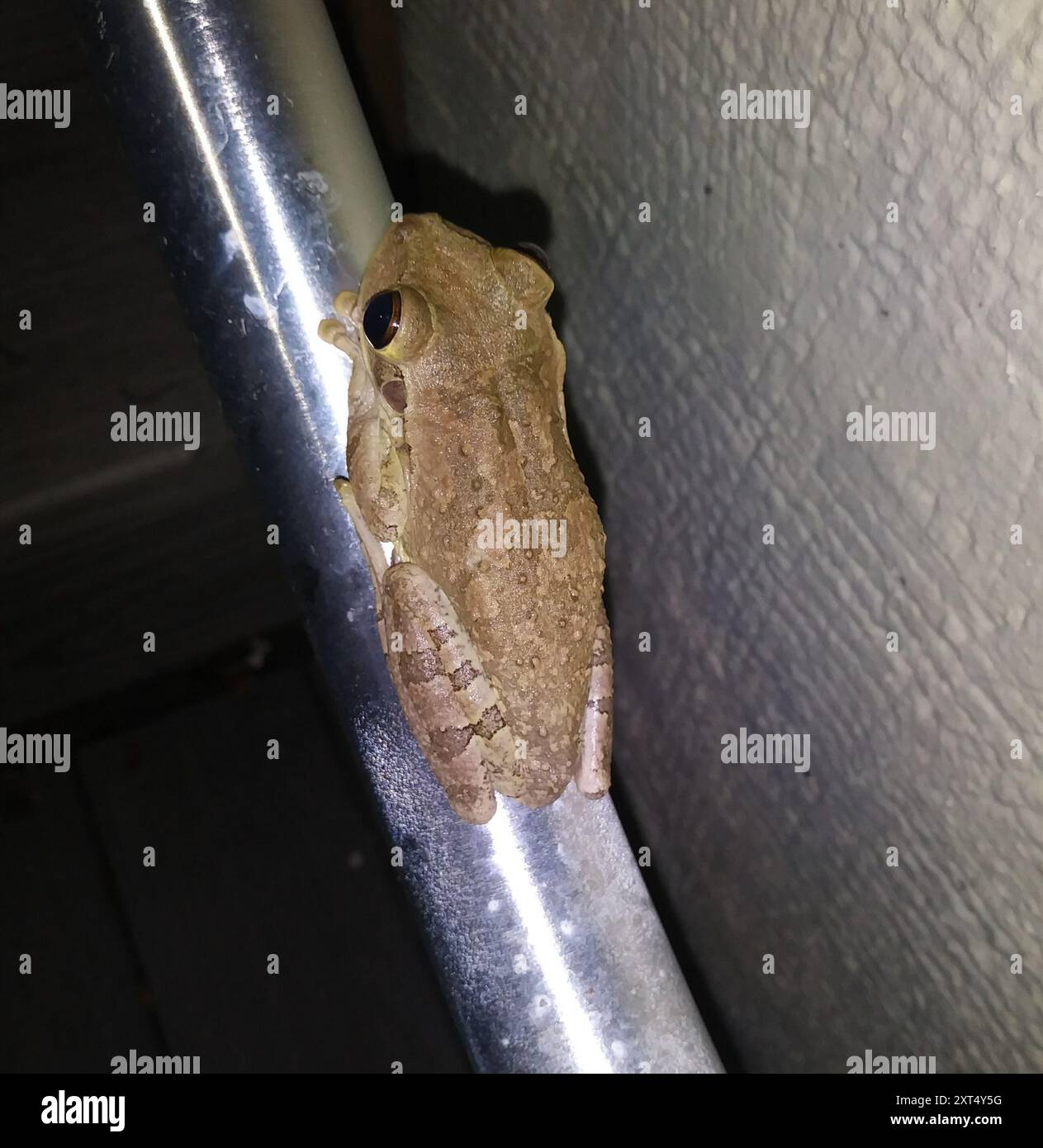 Cuban Tree Frog (Osteopilus septentrionalis) Amphibia Stock Photo - Alamy