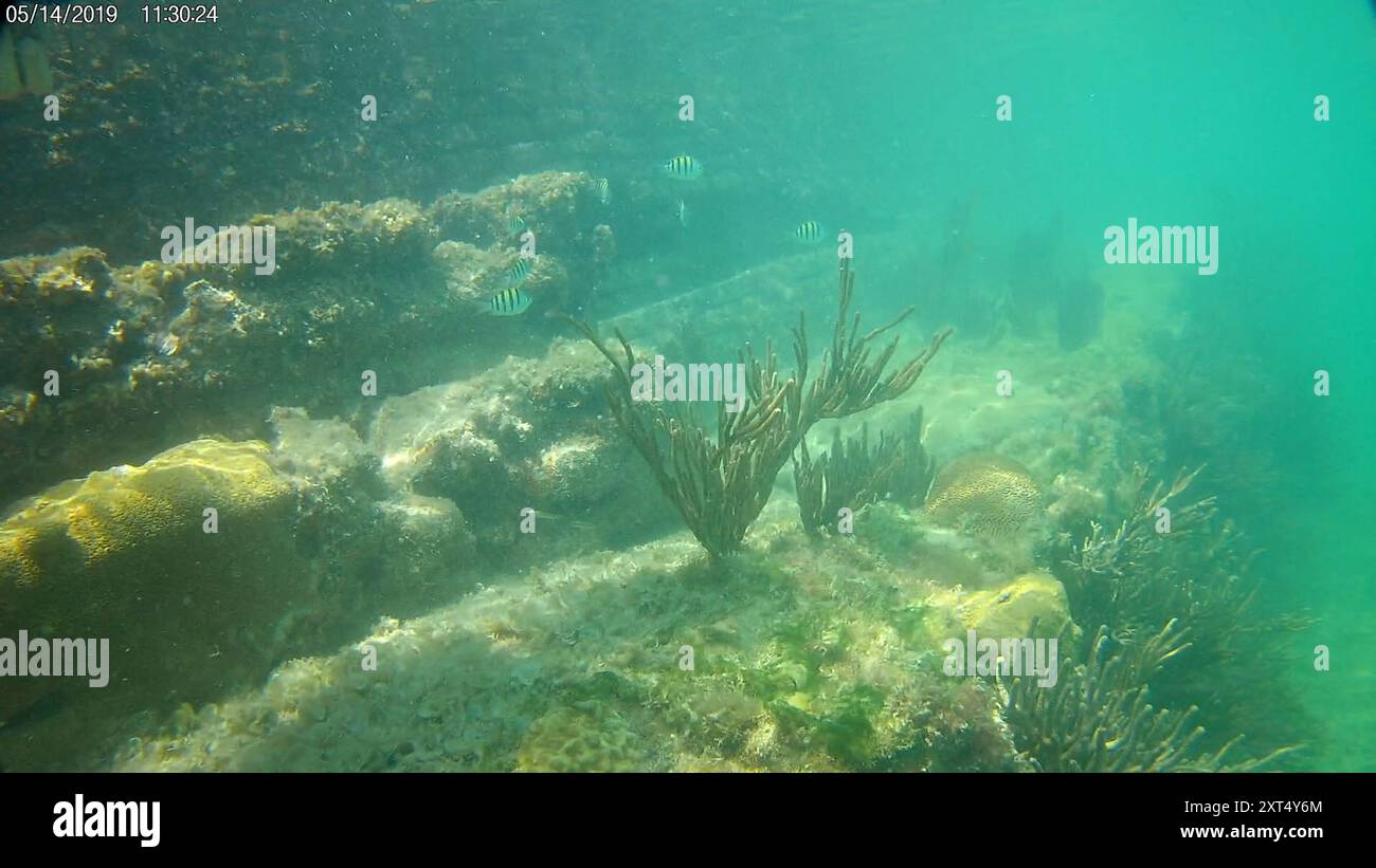 Atlantic Sergeant Major (Abudefduf saxatilis) Actinopterygii Stock ...