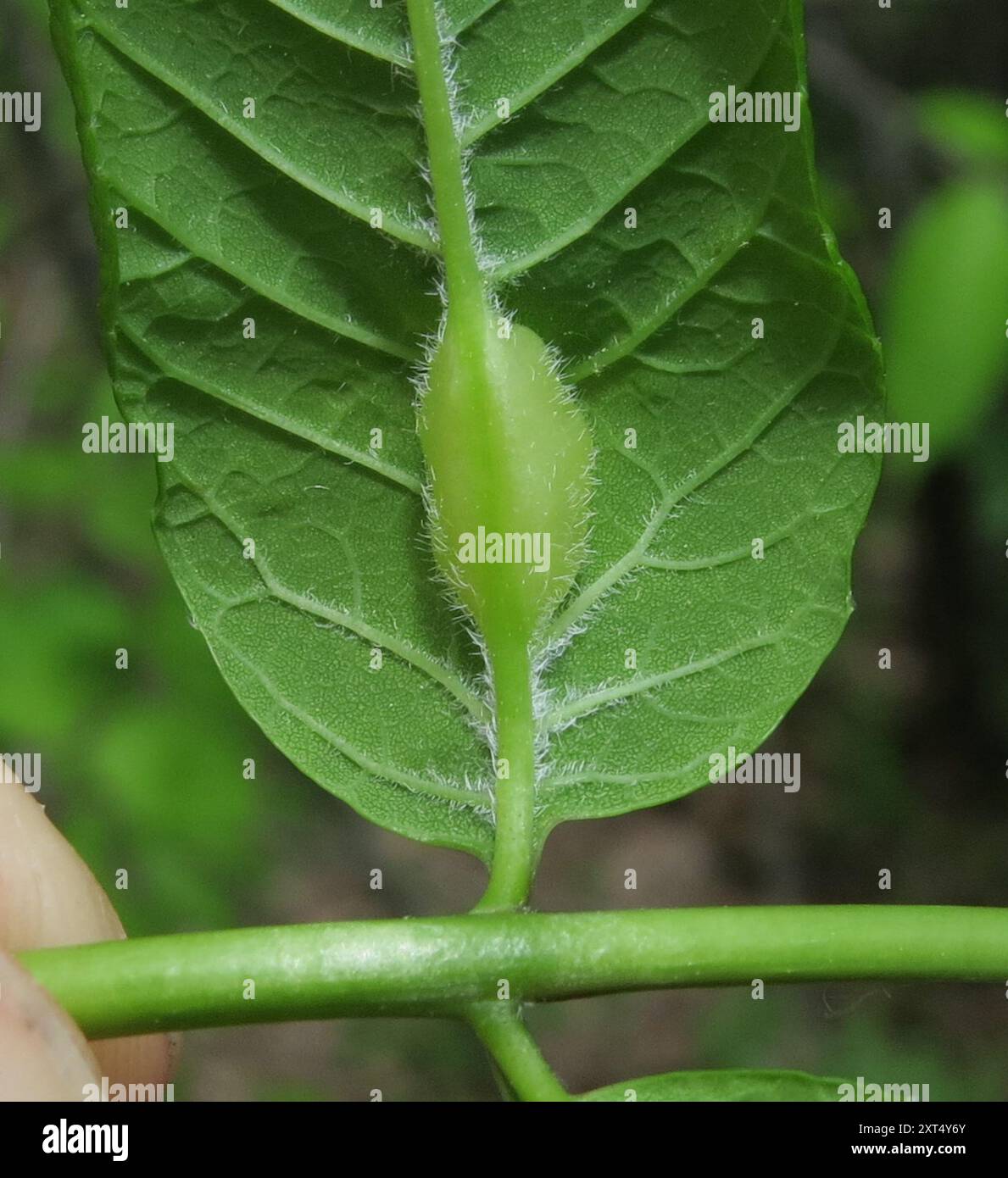 Ash Petiole Gall Midge (Dasineura tumidosae) Insecta Stock Photo - Alamy