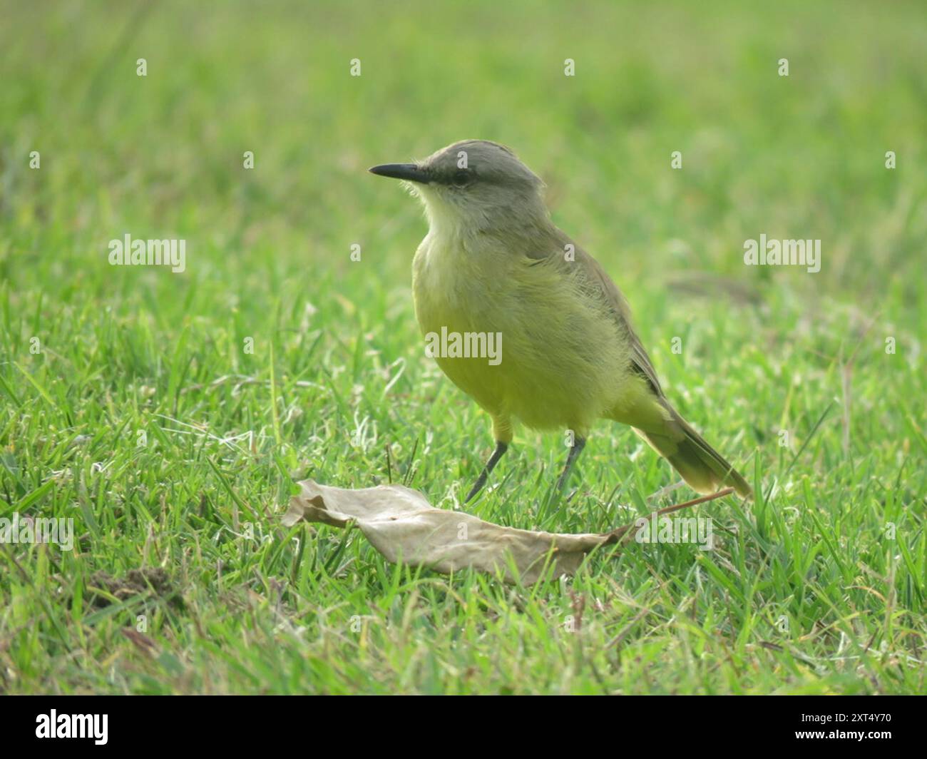 Cattle Tyrant (Machetornis rixosa) Aves Stock Photo - Alamy