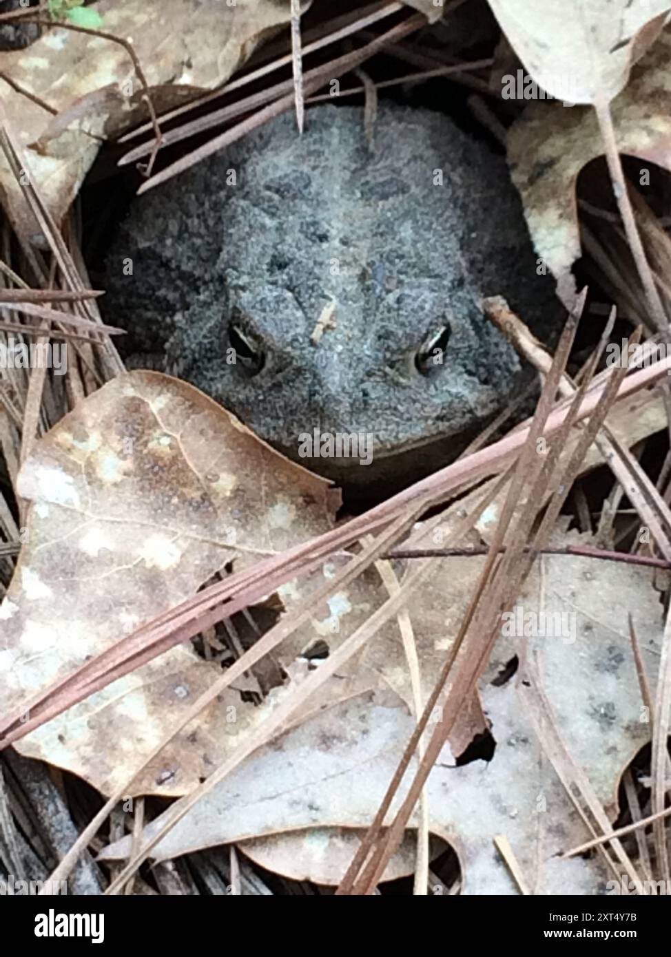 Southern Toad (Anaxyrus terrestris) Amphibia Stock Photo - Alamy