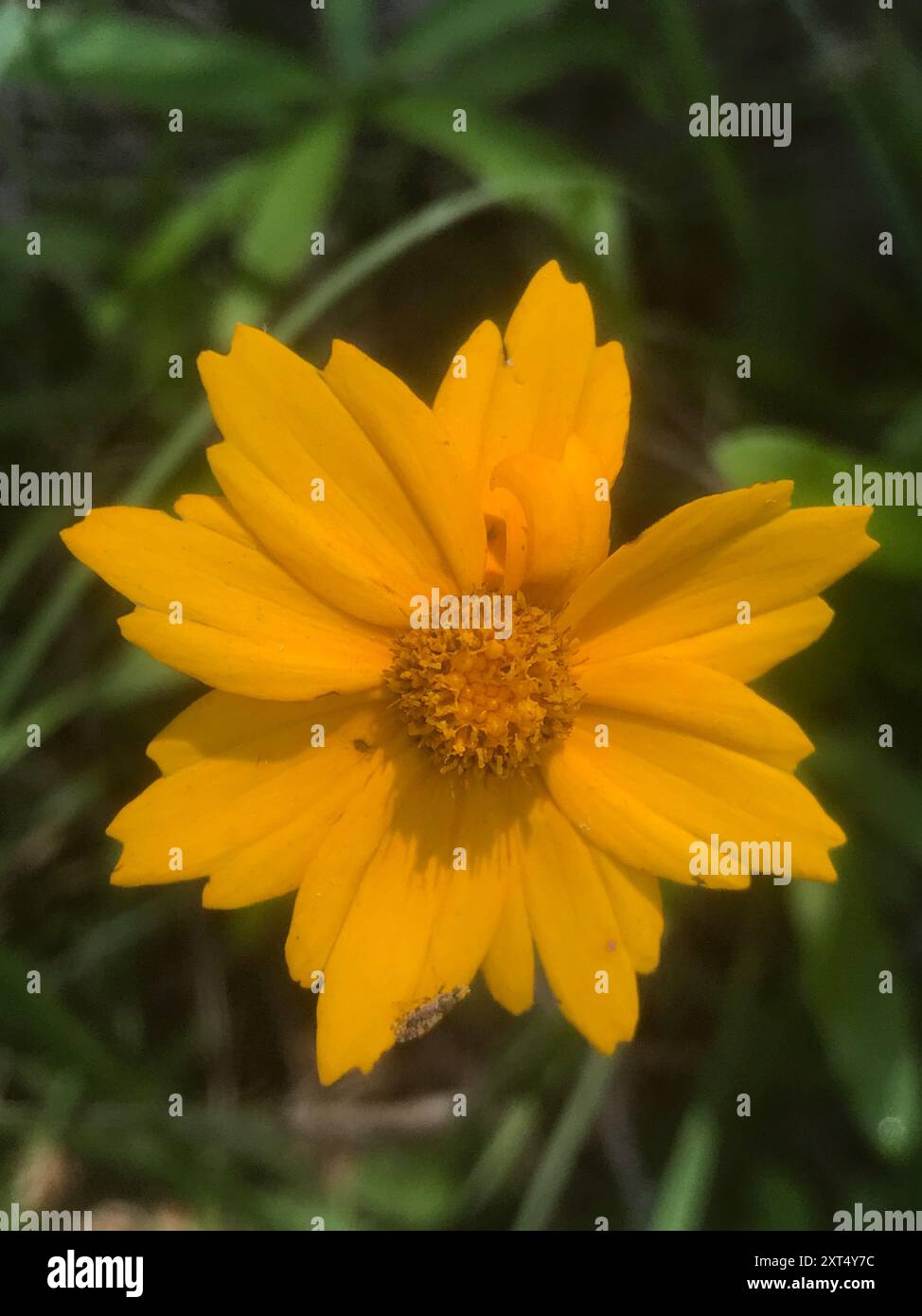 lobed coreopsis (Coreopsis auriculata) Plantae Stock Photo - Alamy